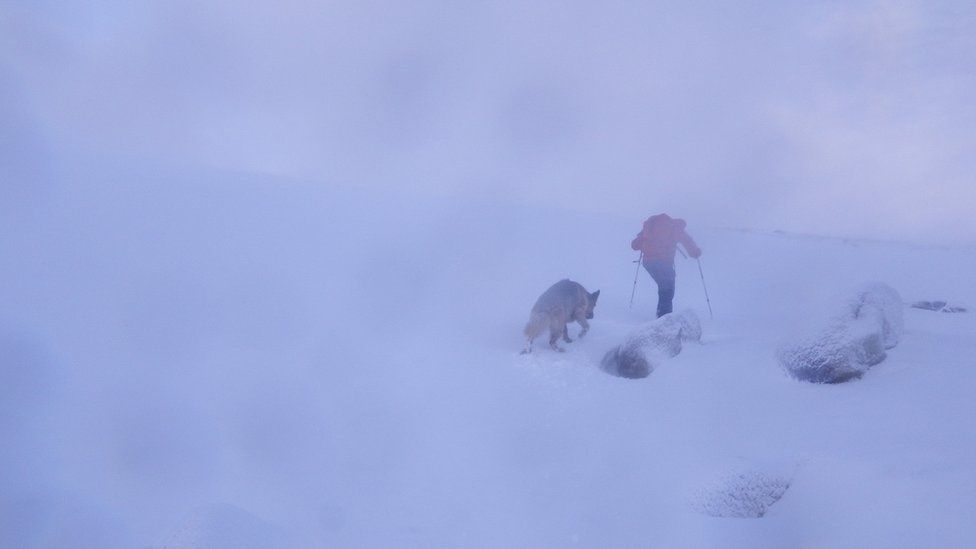 Mild winter leaves mountain hare exposed in Cairngorms - BBC News