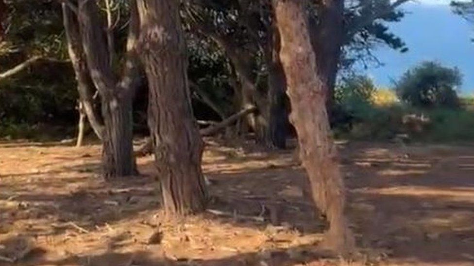 Vandalised tree at Corbiere needs to be removed, says trust - BBC News