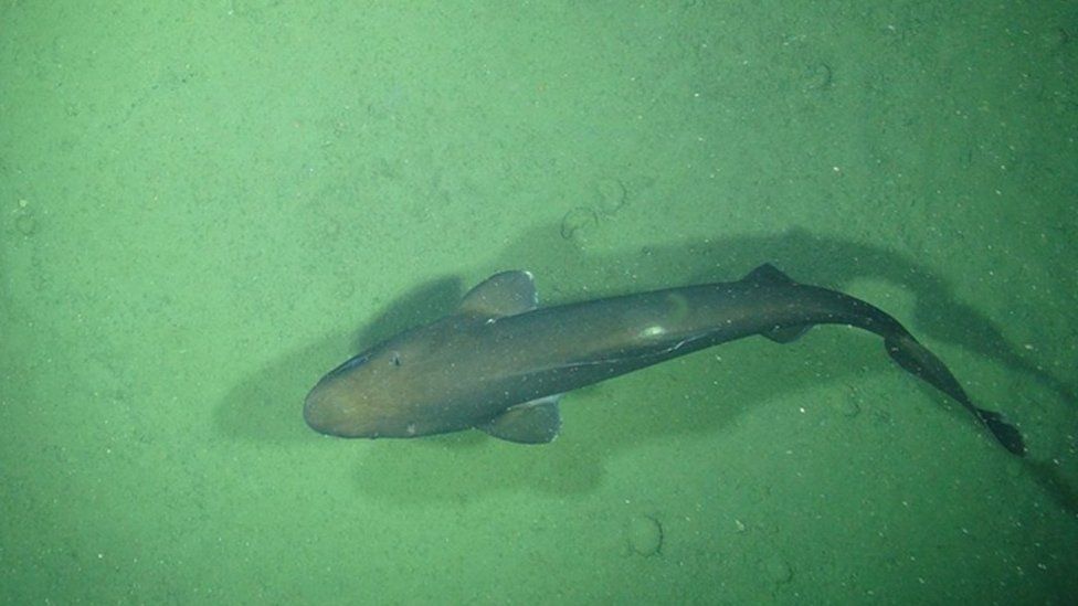 Longnose Velvet Dogfish