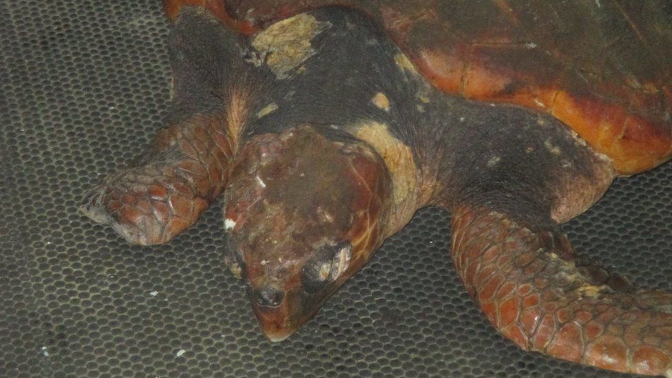 'Emaciated' loggerhead turtle washes up in Guernsey - BBC News