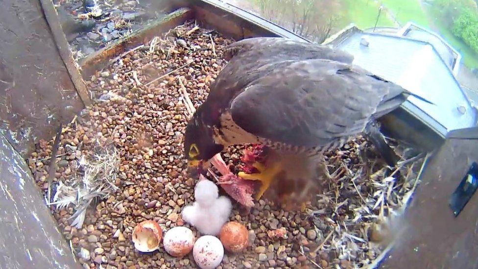 First Derby Cathedral peregrine chick hatches - BBC News