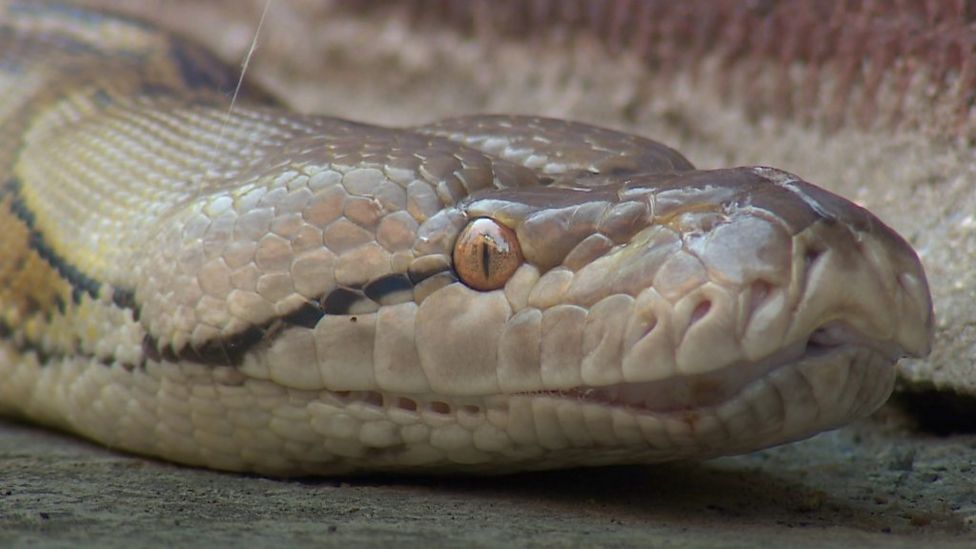 Six-foot python abandoned in Burnley Tesco car park - BBC News