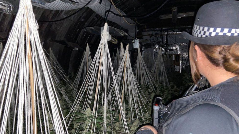 Police raid Hornchurch cannabis farm growing £50k of drugs - BBC News