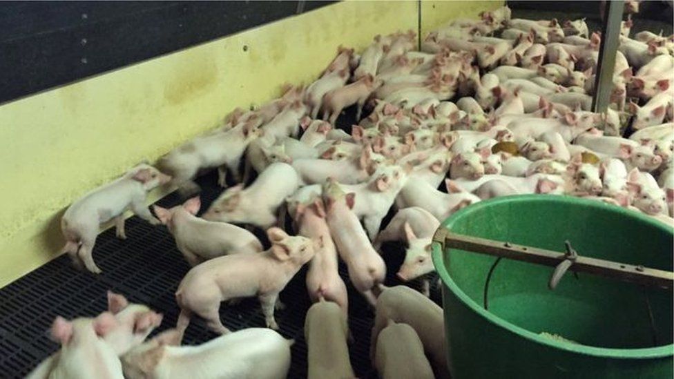 Planning permission granted for Newtownabbey pig farm - BBC News