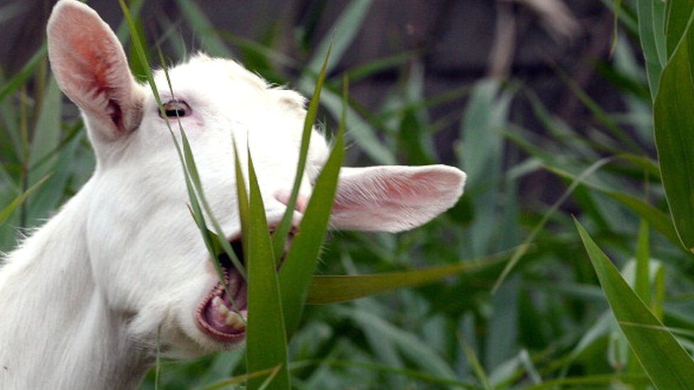 Pictures: Five hard-working animals with weird jobs - BBC Newsround