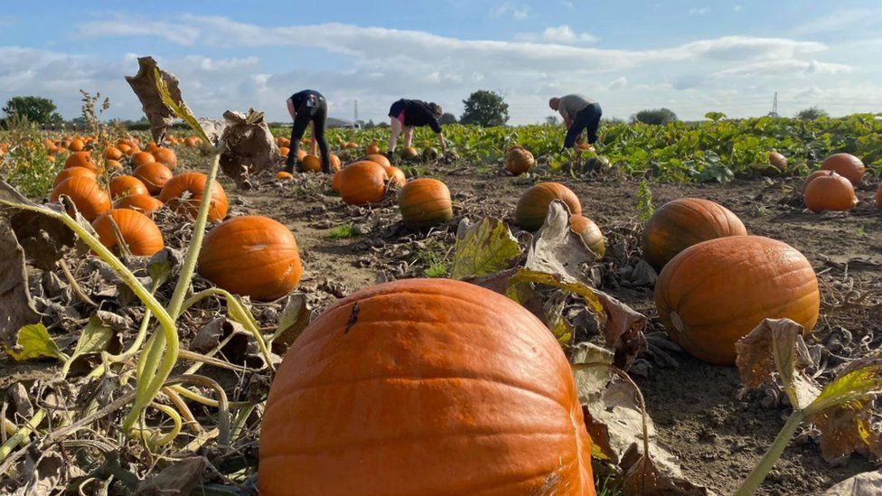 Pumpkin farmer 'started with one pack of seeds' - BBC News