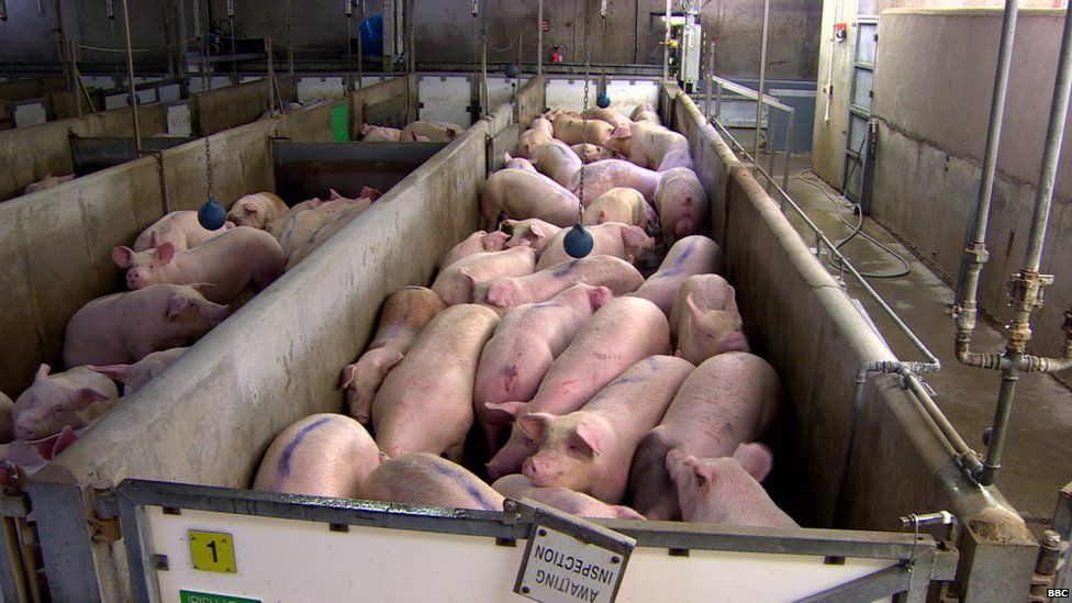 Pork companies approved for China exports - BBC News