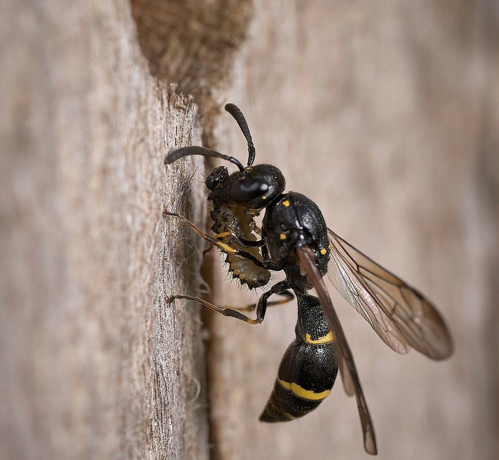 Spider-hunting wasp caught on camera paralysing its prey in Scotland ...