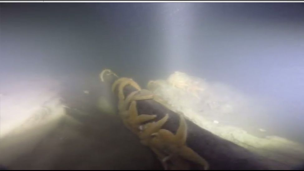 Mystery over Dutch WW2 shipwrecks vanished from Java Sea bed - BBC News