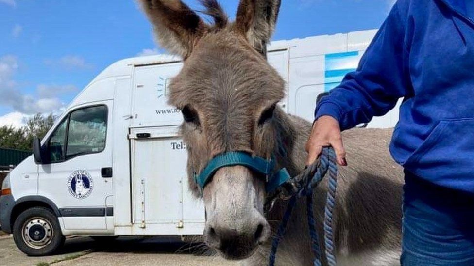 Isle of Wight: Donkey back home after life-saving blood transfusions ...