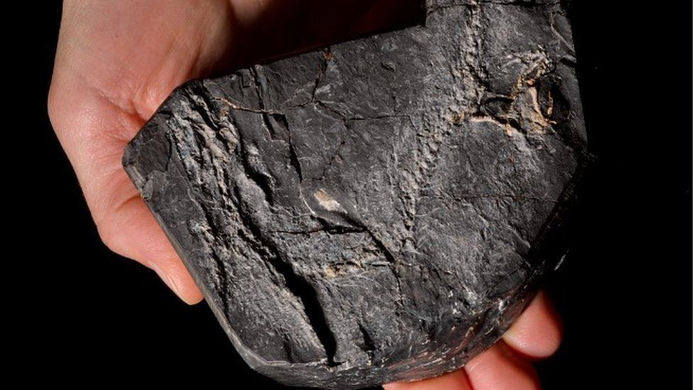 Fossils 'solve' missing evolutionary link mystery - BBC News