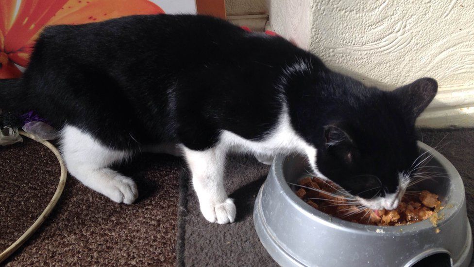 Kitten reunited with owner after M4 car crash - BBC News