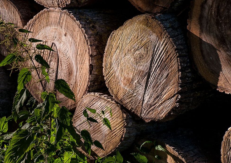 Your pictures on the theme of 'the beauty of trees' - BBC News