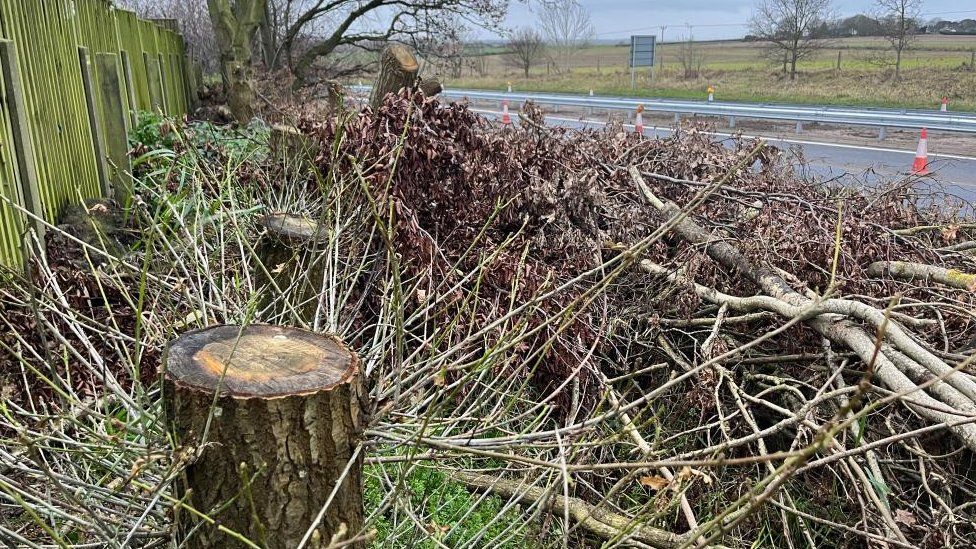 Police investigation after trees chopped by A149 Caister bypass - BBC News