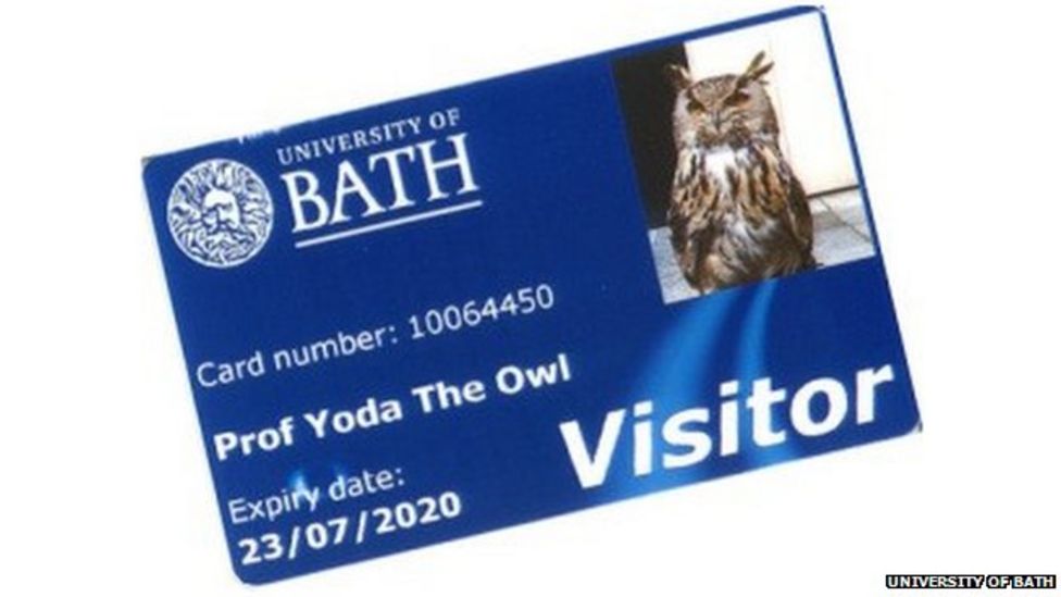 University of Bath gull-scaring Eagle Owl given library card - BBC News