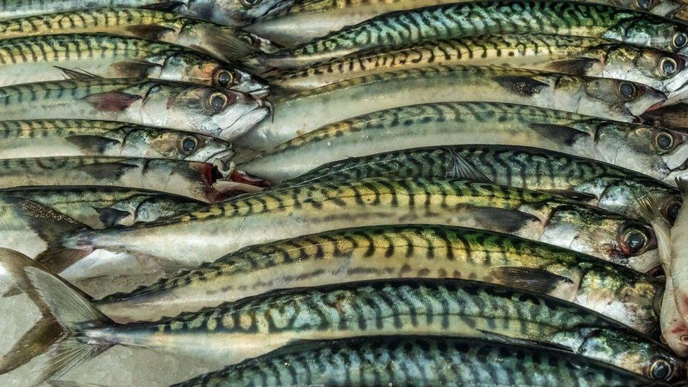 Torquay mackerel fishers handed fines of £100 - BBC News