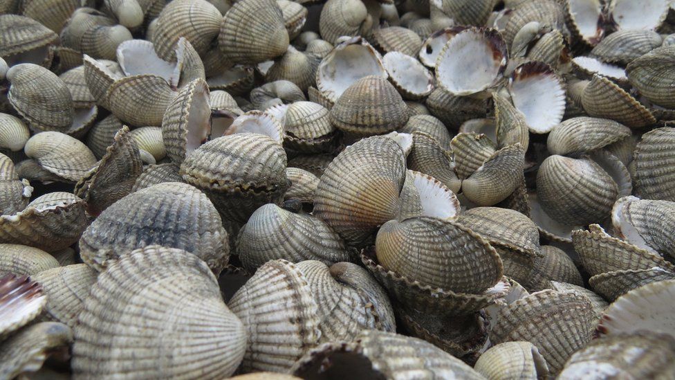 8 ffaith annisgwyl am fwyd yng Nghymru - BBC Cymru Fyw