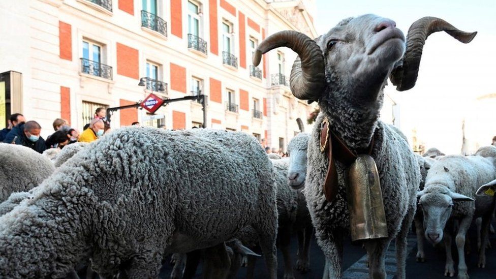 Transhumanica Sheep Festival: In pictures - BBC Newsround