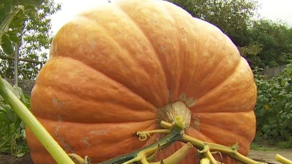Halloween: Pumpkin pickers enjoy bumper crop - BBC News