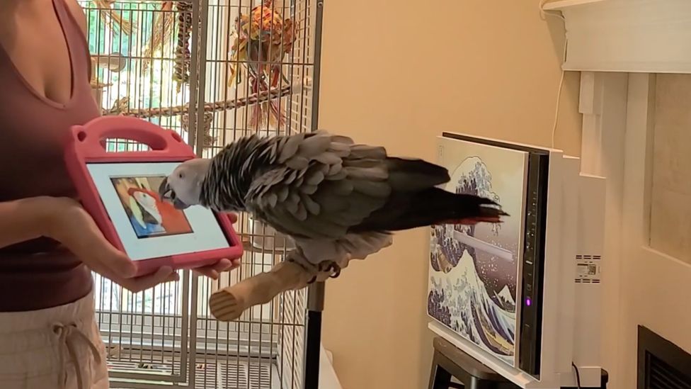Parrots: Video calling could help lonely pet parrots - BBC Newsround