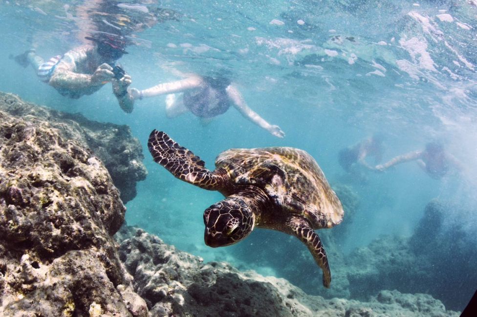 Bright-eyed tree frog wins ecology photo prize - BBC News