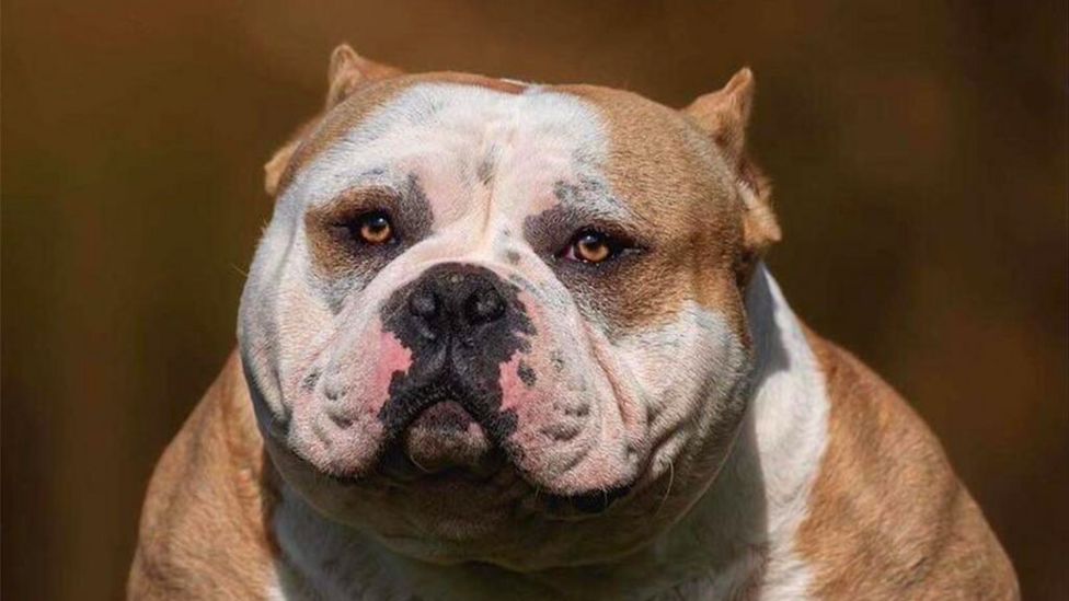 American bully dog show cancelled after BBC investigation - BBC News