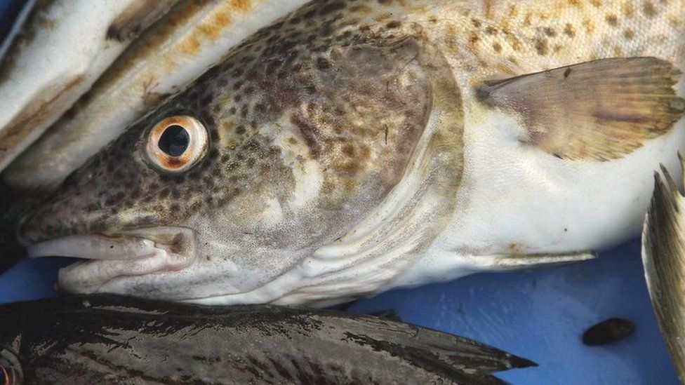 East Anglia: Revived fishing industry 'could create 300 jobs' - BBC News