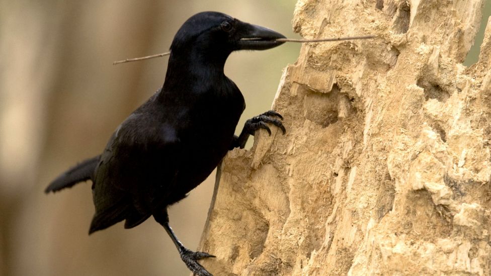 Wild New Caledonian crows possess tool-craft talent - BBC News
