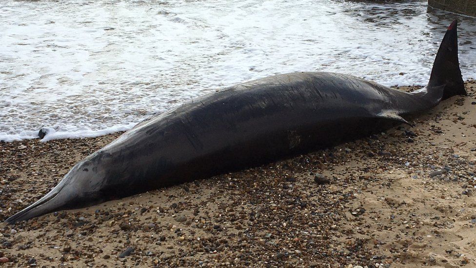 Sowerby's beaked whale washed up on Lowestoft beach - BBC News
