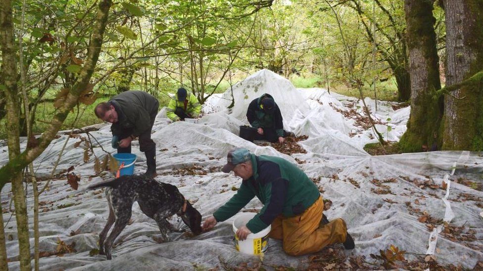 Million acorns to help Galloway Forest Park grow - BBC News
