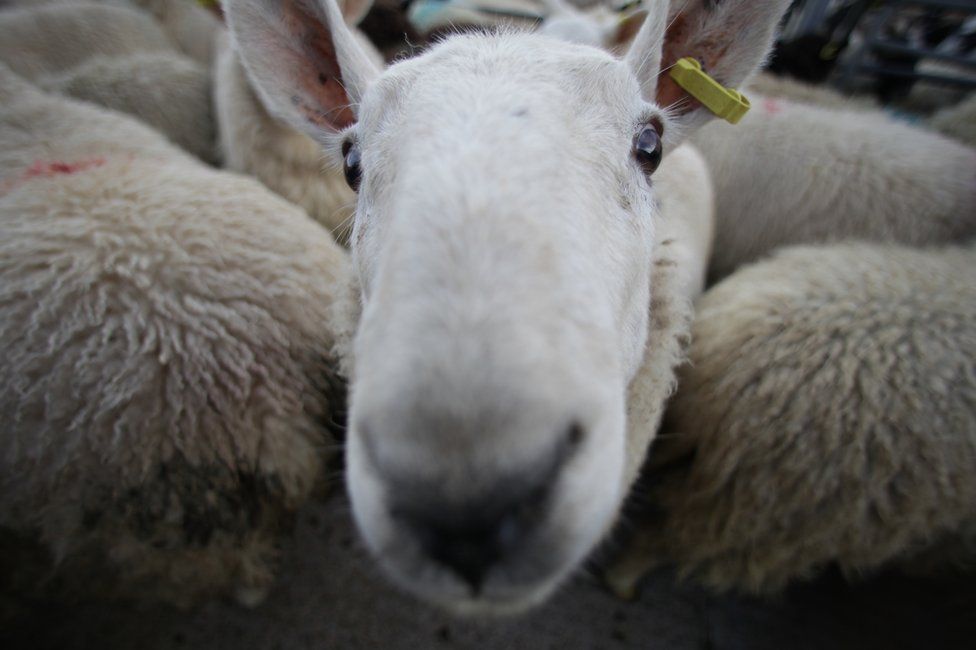 CT scans to 'improve' Scotland's sheep stocks - BBC News