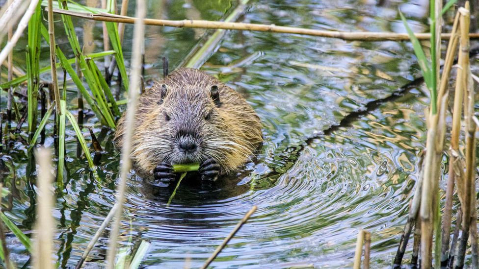 Beavers released in Trentham Gardens to boost biodiversity - BBC News