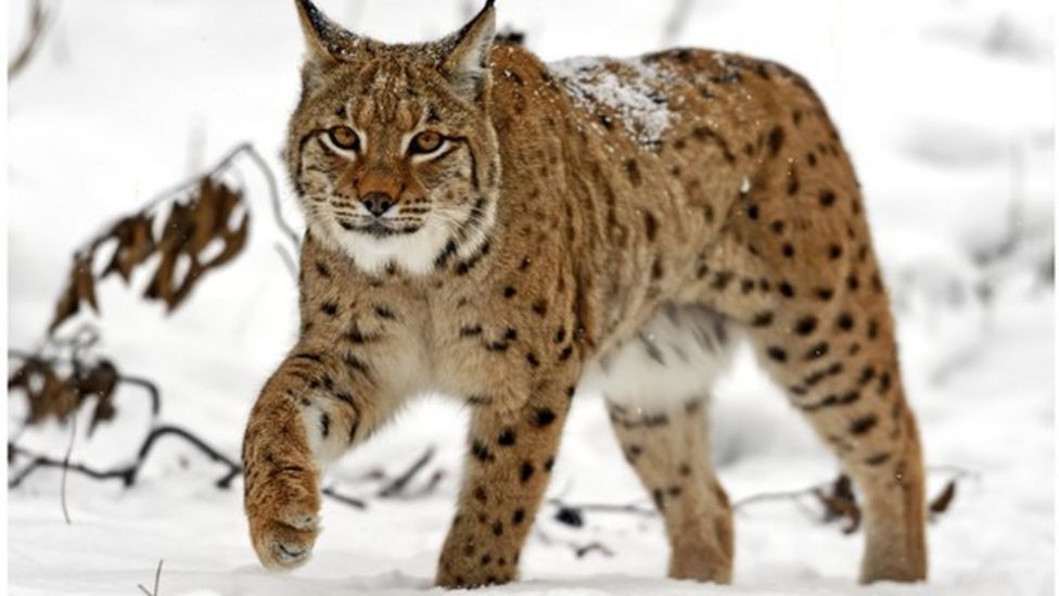 Human 'wolf packs' in conservation study near Loch Ness - BBC News