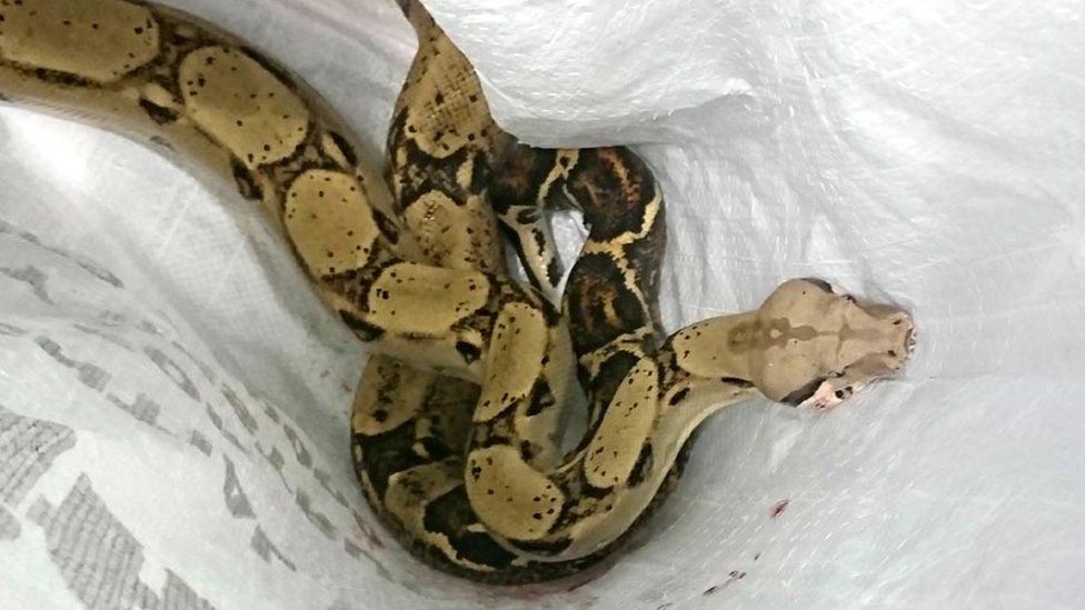 Three women charged over snake 'cruelty' video - BBC News