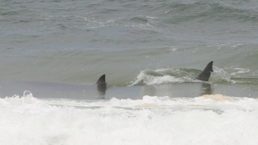 Large shark stalks dead sperm whale off Australian shore - BBC News