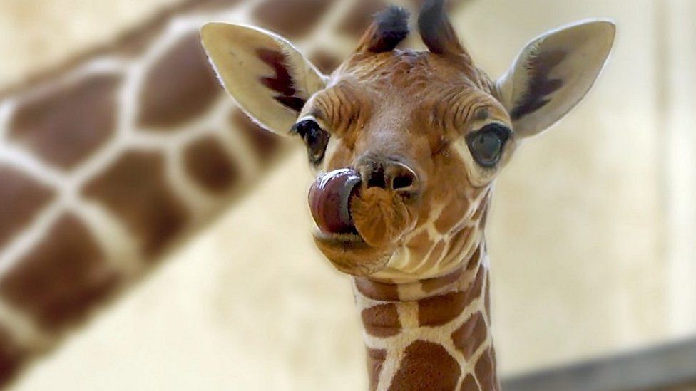 Meet the giraffe moving to London Zoo in a 'convertible'! - BBC Newsround