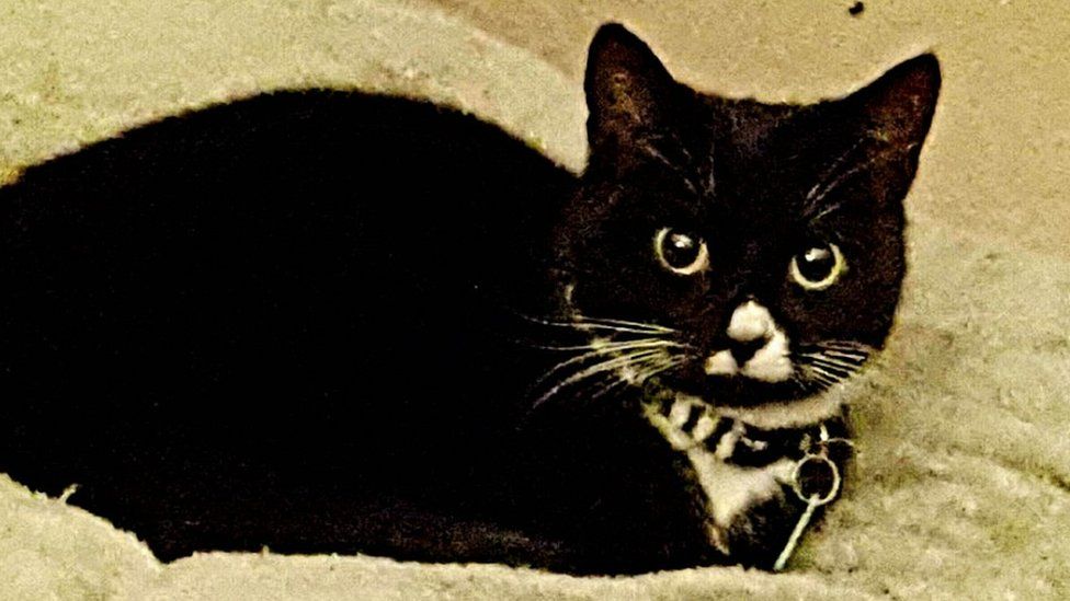 RSPCA appeal over Manchester cat's washing line death - BBC News