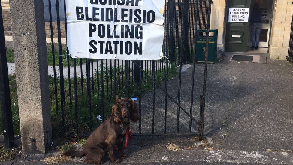 Local election: Dogs at polling stations across Wales - BBC News