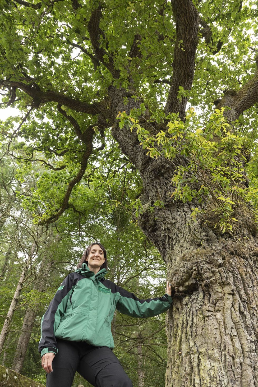 Scotland's tree of the year contenders announced - BBC News