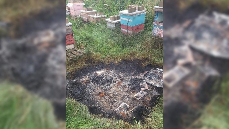 'One million bees' killed in Nottinghamshire hives arson attack - BBC News