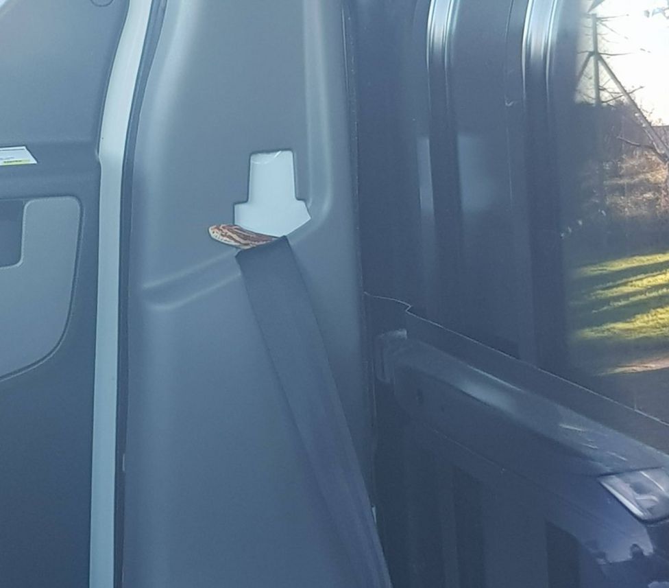 Snake freed after five months living in rental van - BBC News