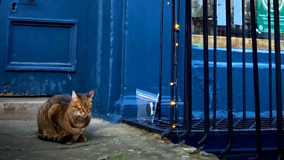 Could Hugo the west end cat change the law? - BBC News