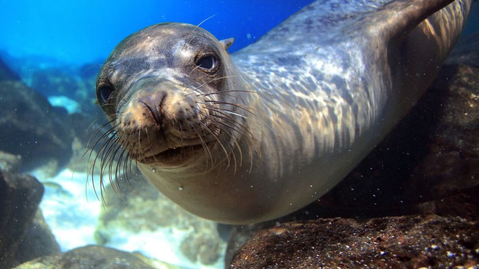 Why you should give seals space this Easter - BBC Newsround