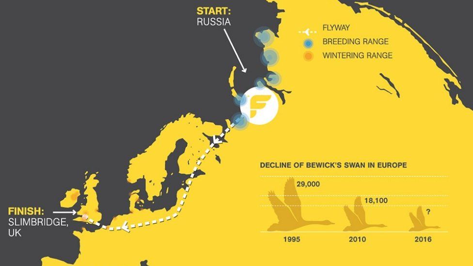 London conservationist to fly across 11 countries with migrating swans ...
