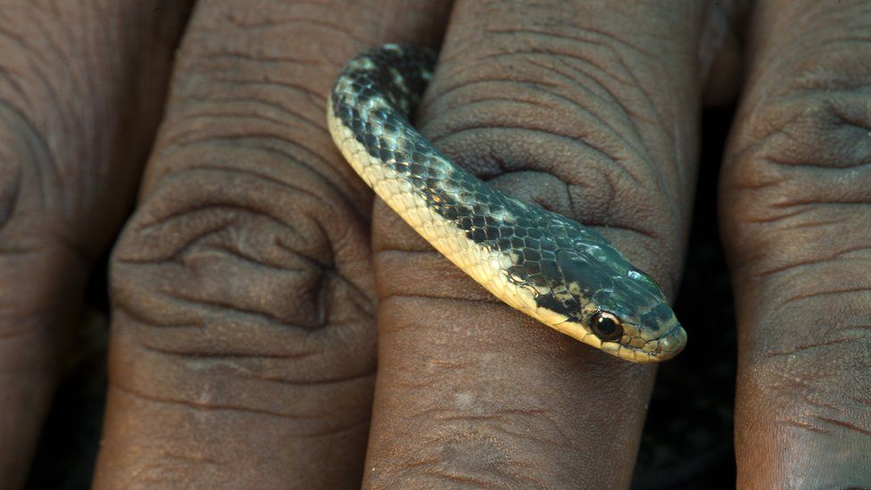 Wildlife conservation: Top 10 animals to watch out for in 2023 - BBC ...