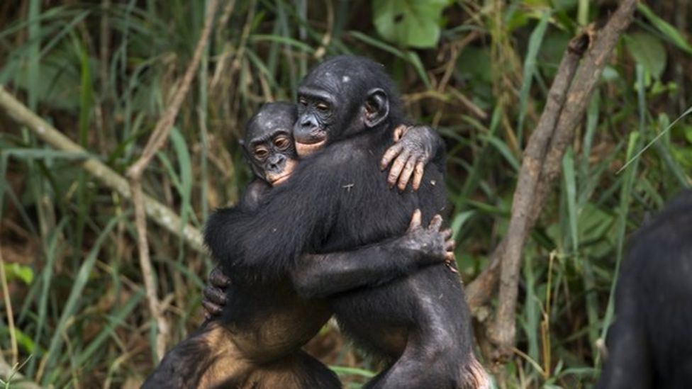 Chimps and bonobos use same gestures as humans to communicate - BBC ...