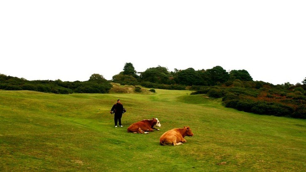 Gower golfer shaken after being charged by cow on course - BBC News