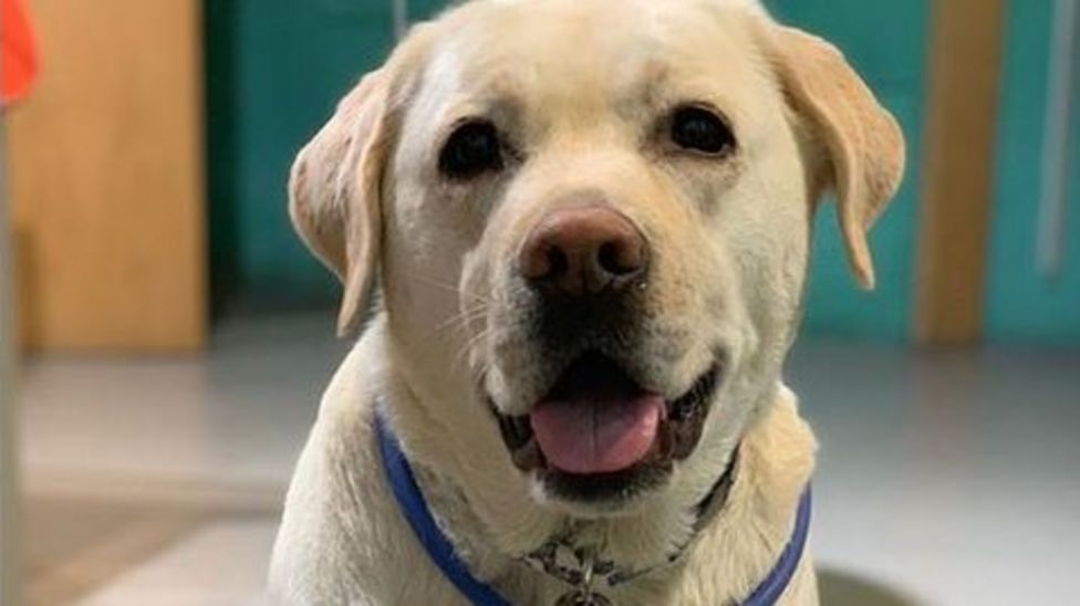 Warning after dog severs artery on firework stake in Leicestershire ...