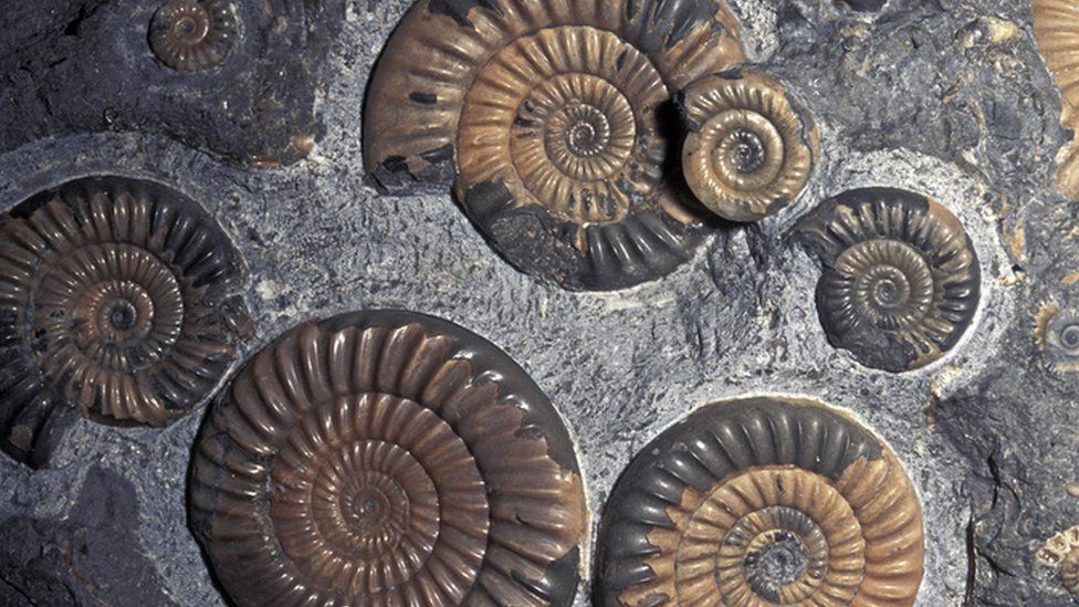 Fossils: Nine-year-old finds fossil that dates back millions of years ...
