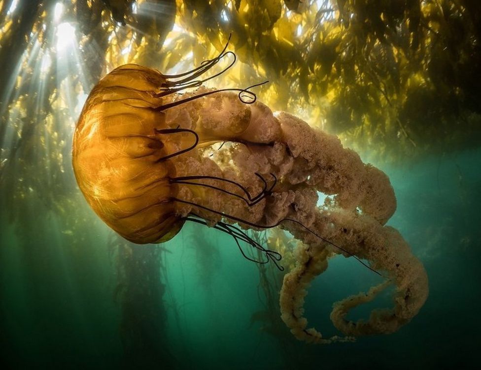 Ocean Photographer of the Year: Award winning photos - BBC Newsround